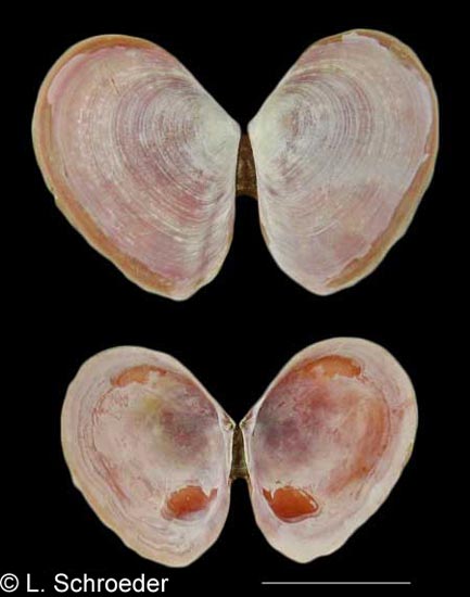 Bivalves - Tellinidae